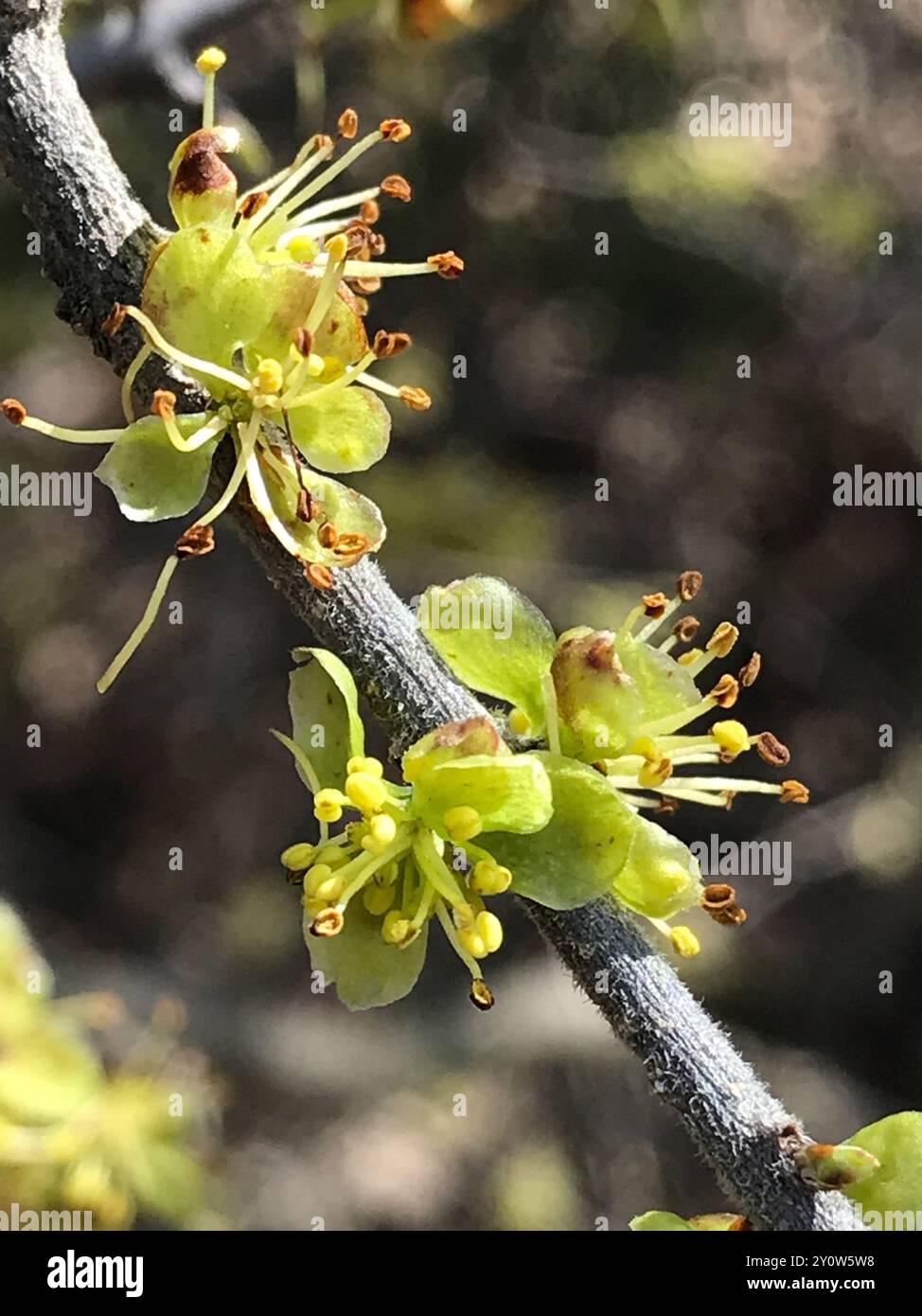 Stretchberry (Forestiera pubescens) Plantae Stock Photo - Alamy