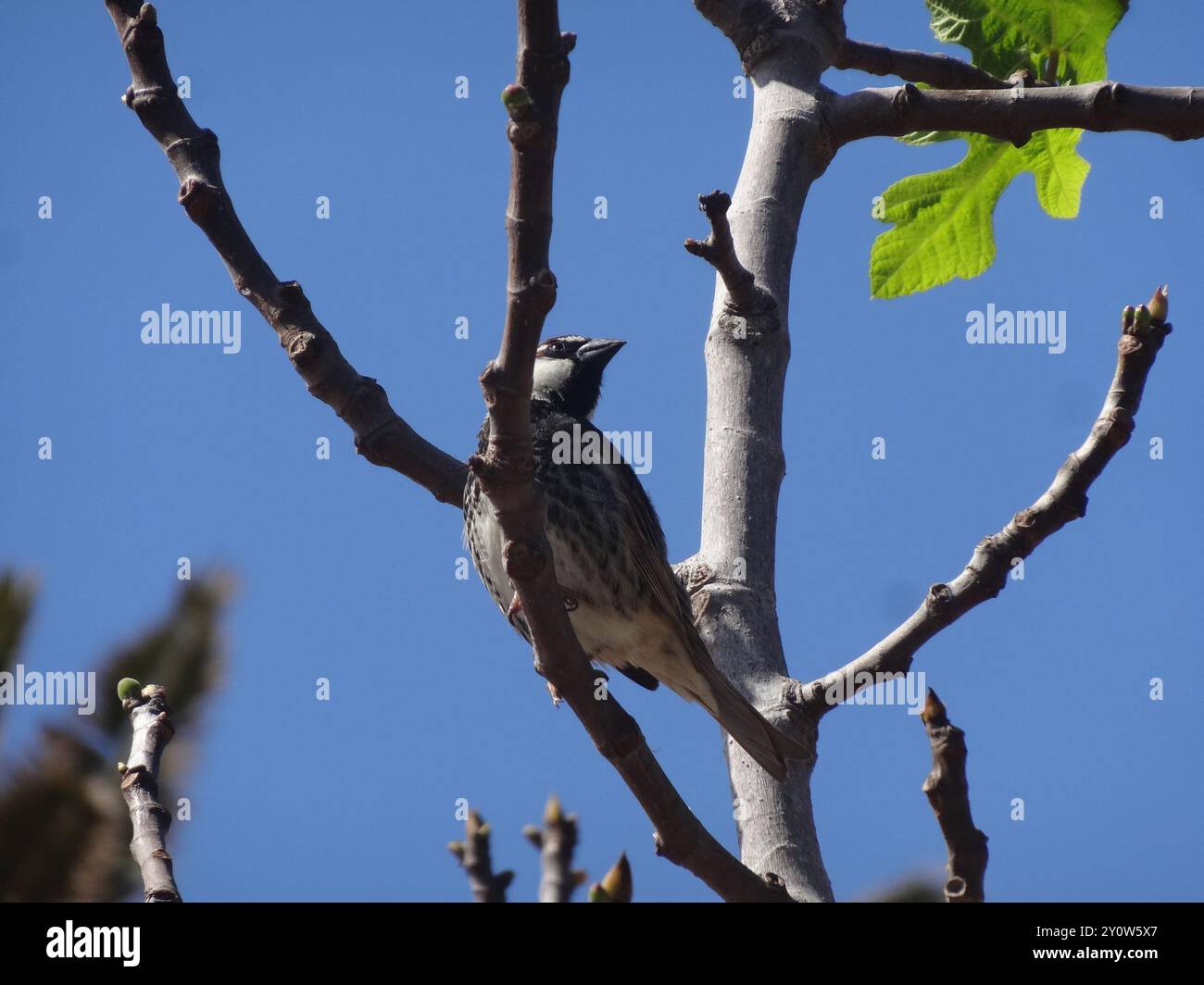 Spanish Sparrow (Passer hispaniolensis) Aves Stock Photo - Alamy