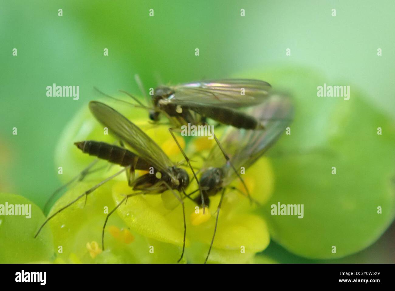 Fungus Gnats and Gall Midges (Sciaroidea) Insecta Stock Photo - Alamy