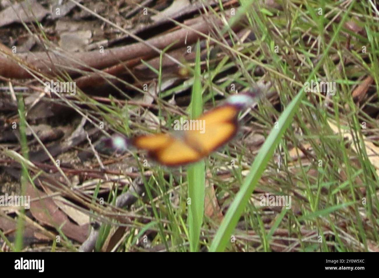 Lesser Wanderer (Danaus petilia) Insecta Stock Photo - Alamy