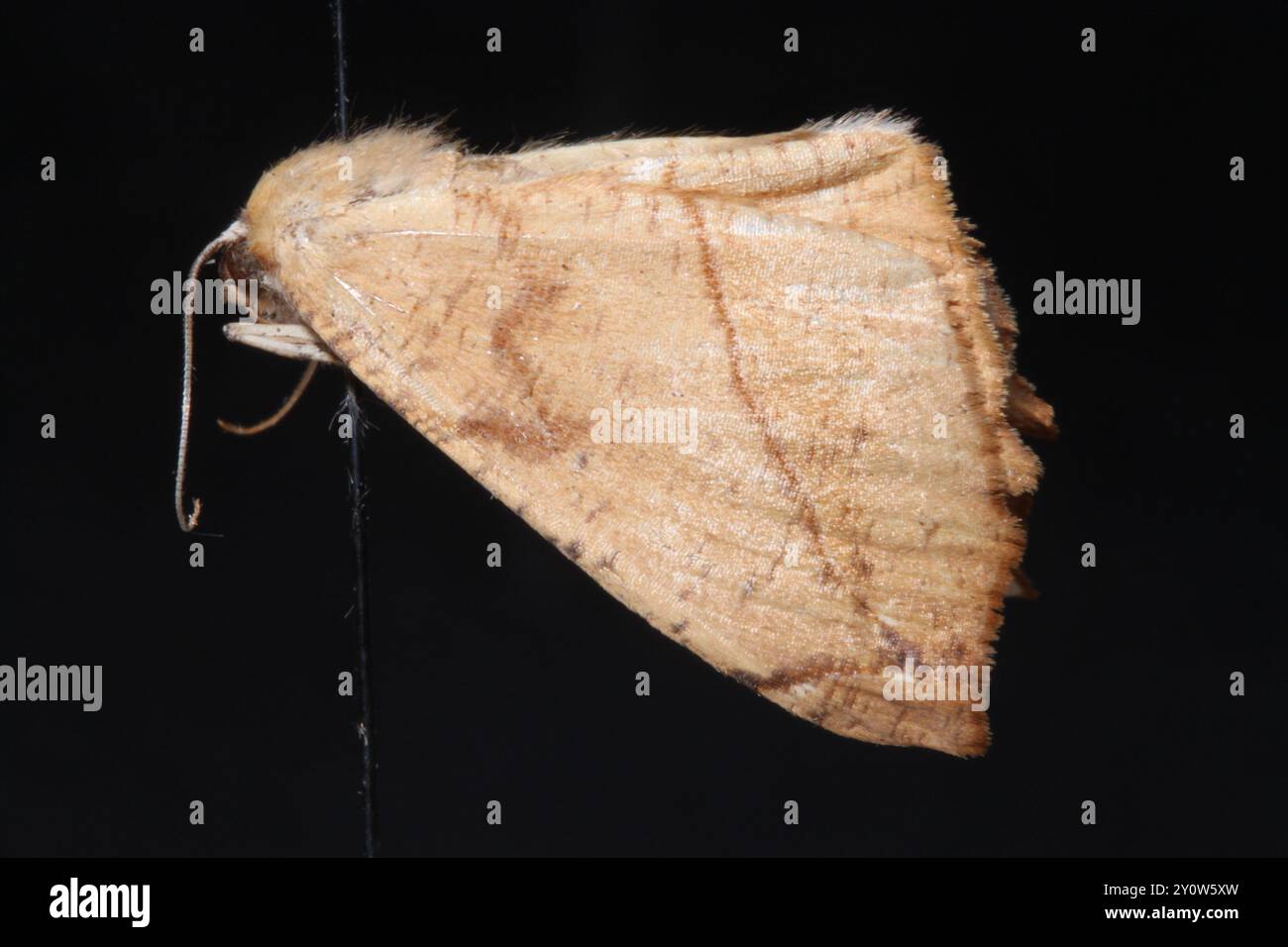 Large Maple Spanworm Moth (Prochoerodes lineola) Insecta Stock Photo - Alamy