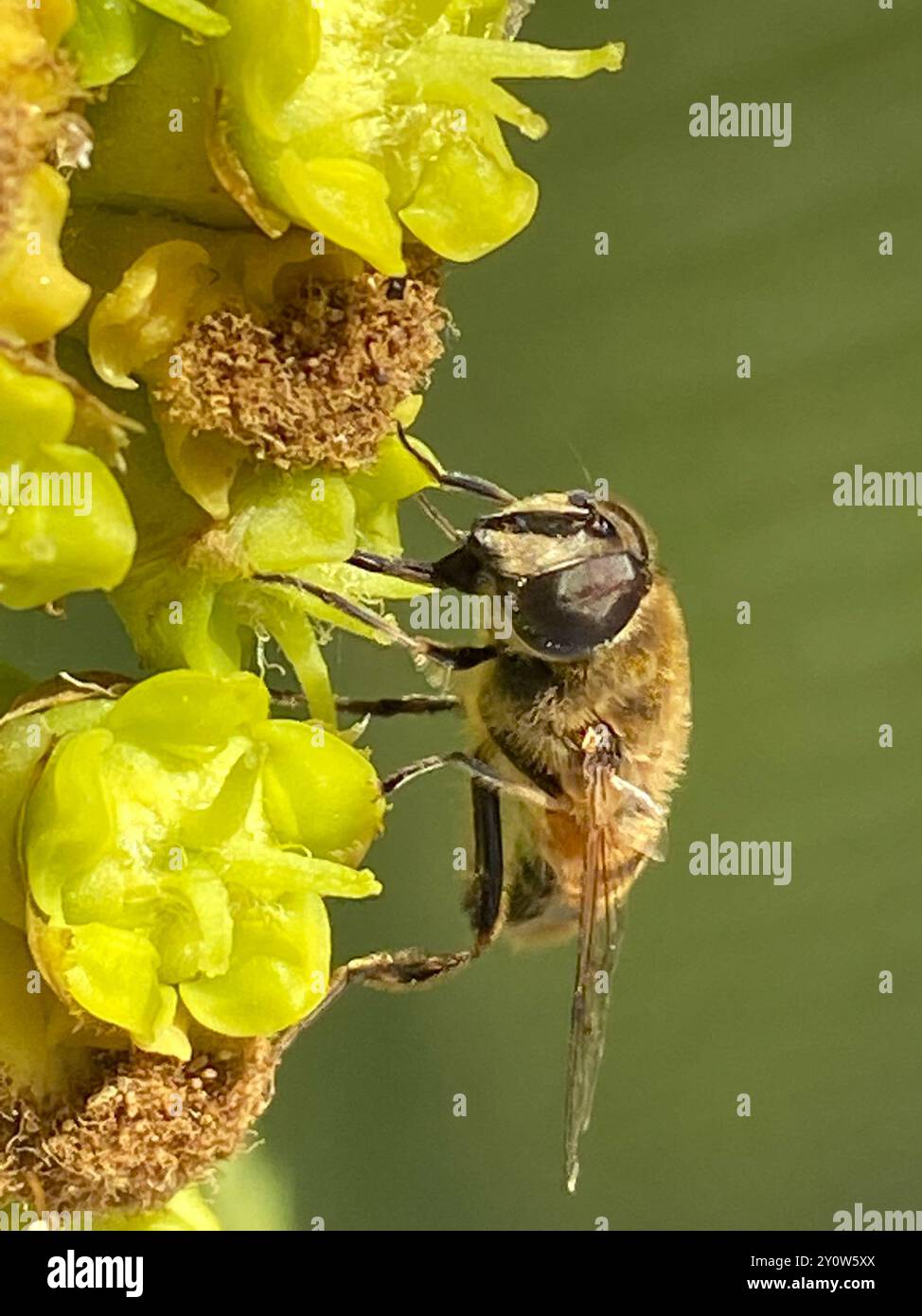 Common Drone Fly (Eristalis tenax) Insecta Stock Photo - Alamy