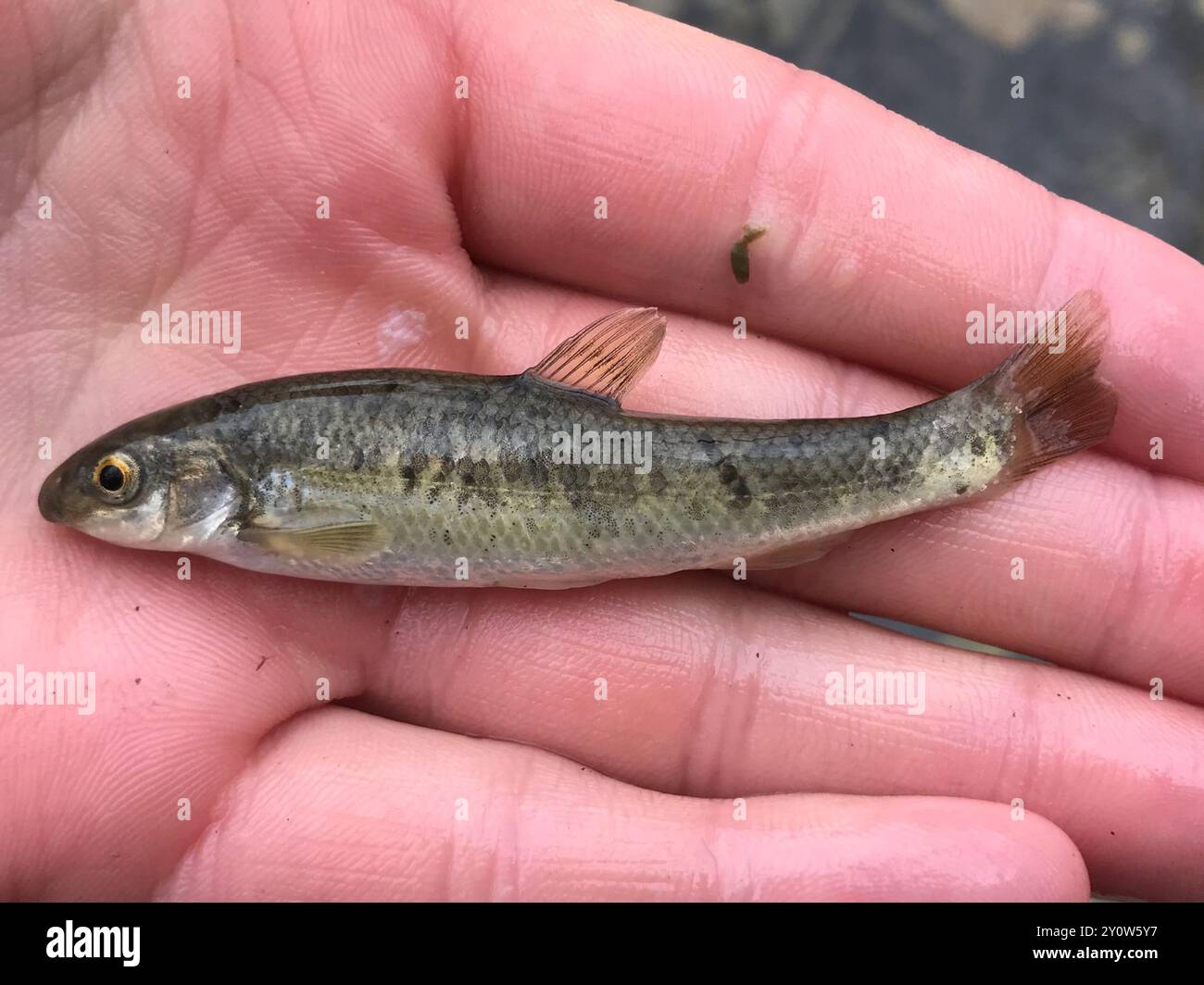 Central Stoneroller (Campostoma anomalum) Actinopterygii Stock Photo ...