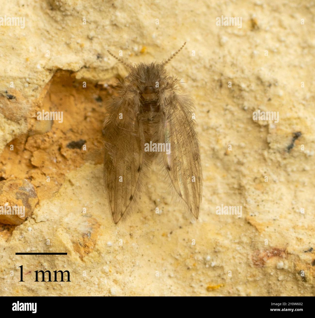 Moth Flies and Sand Flies (Psychodidae) Insecta Stock Photo - Alamy