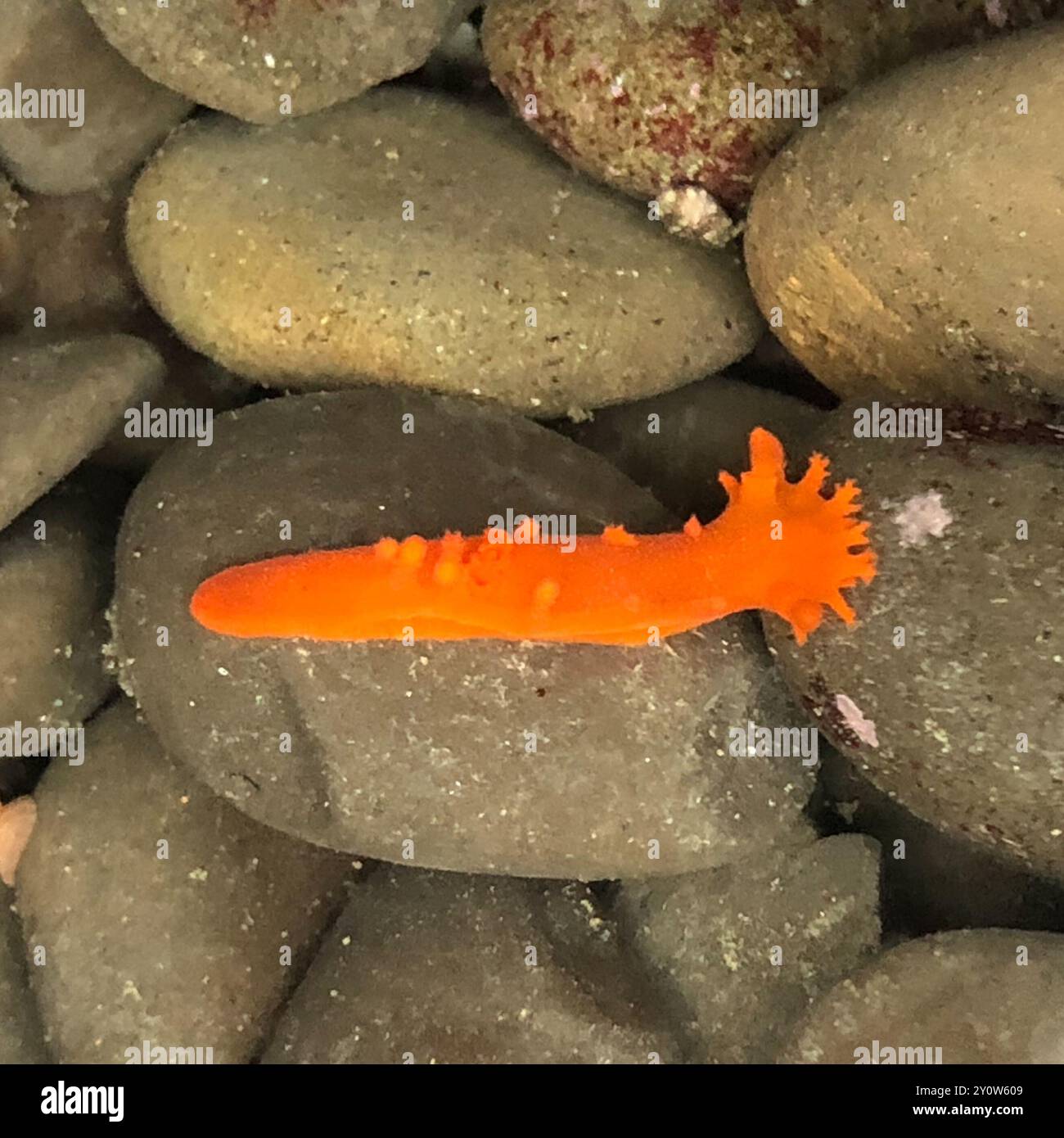 Spotted Dorid (Triopha maculata) Mollusca Stock Photo - Alamy