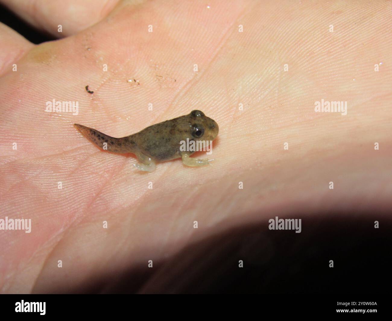 Cape sand frog (Tomopterna delalandii) Amphibia Stock Photo - Alamy