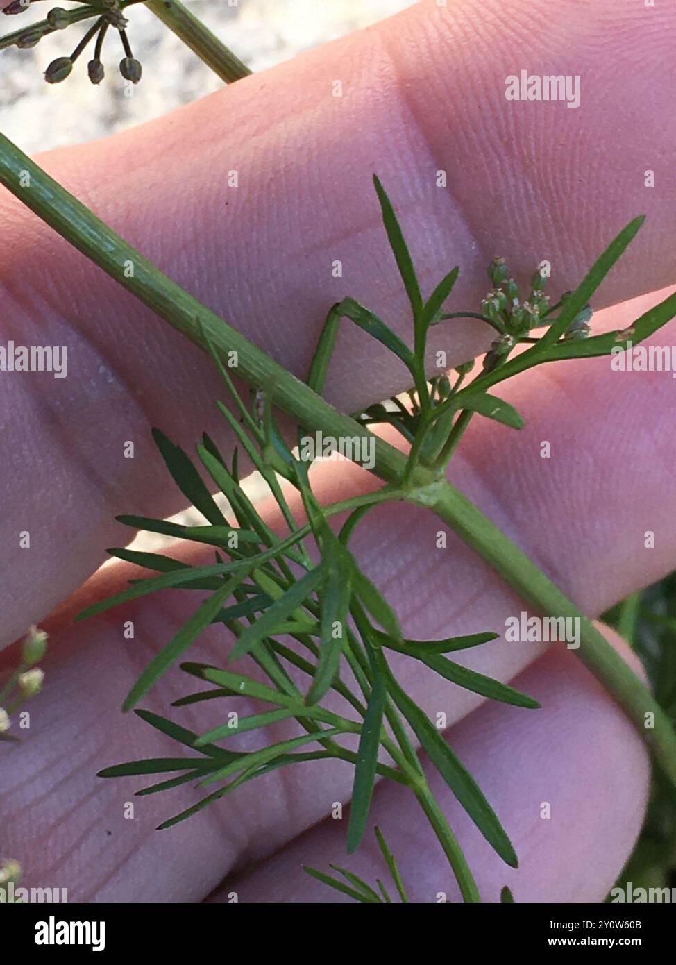 Marsh parsley (Cyclospermum leptophyllum) Plantae Stock Photo - Alamy