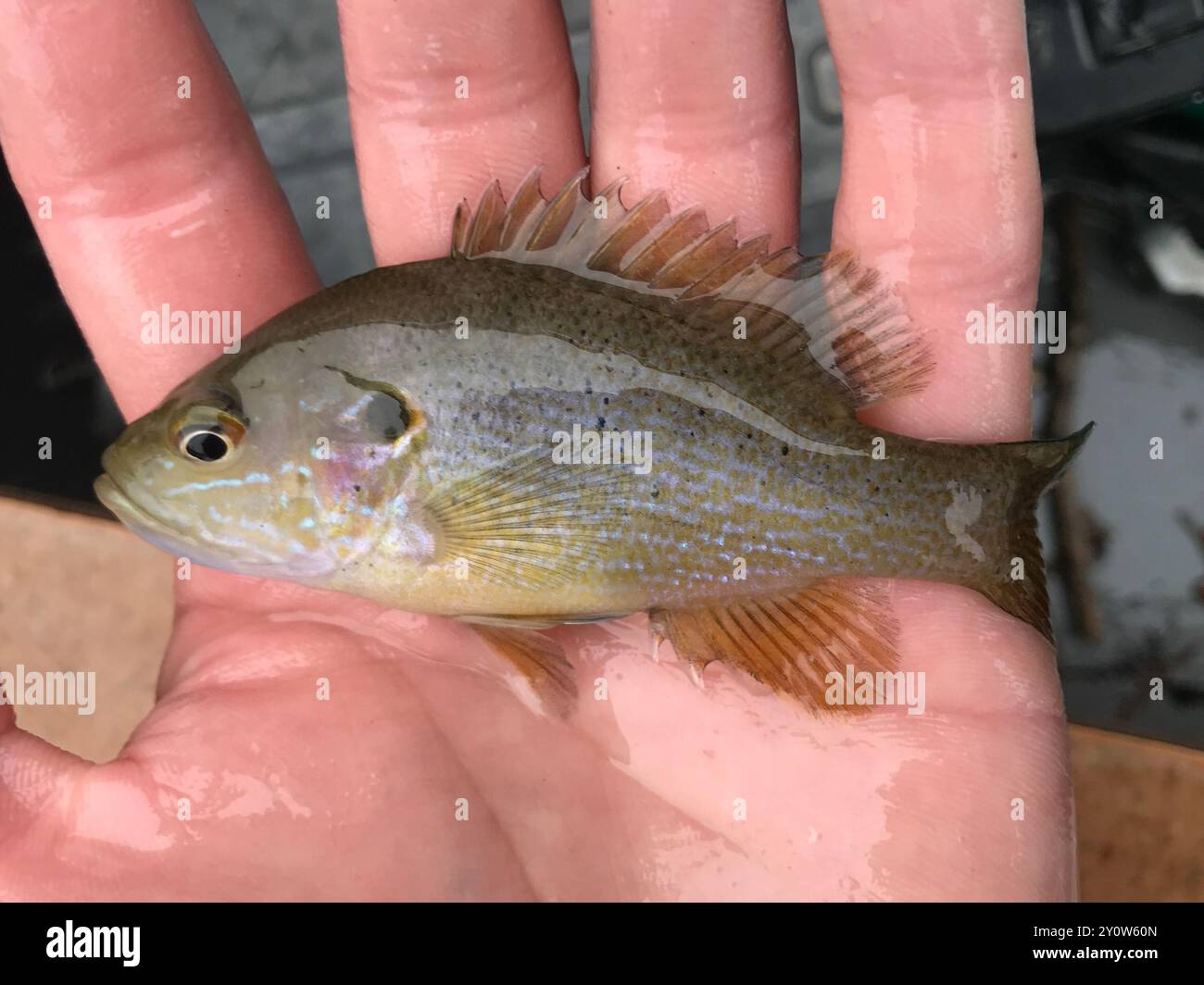 Green Sunfish (Lepomis cyanellus) Actinopterygii Stock Photo - Alamy