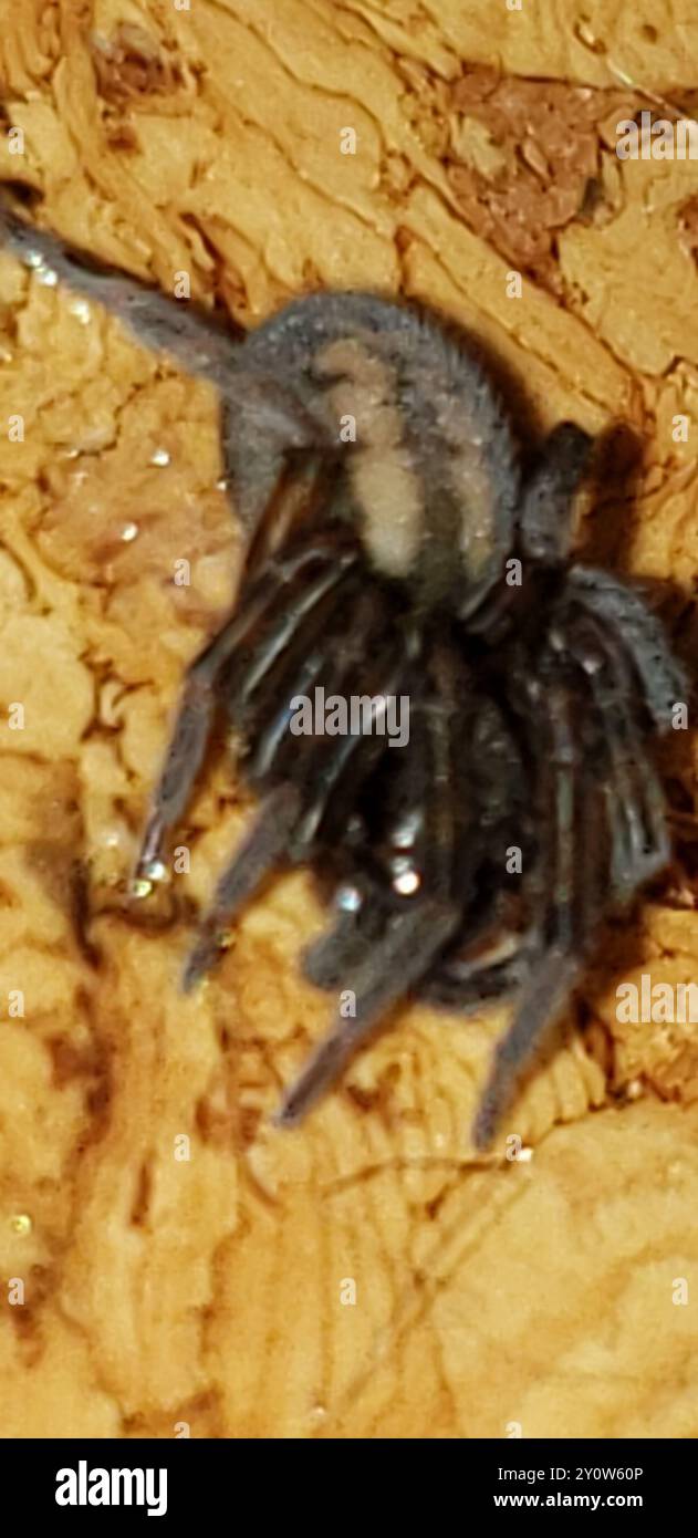 Typical Spiders (Araneomorphae) Arachnida Stock Photo - Alamy