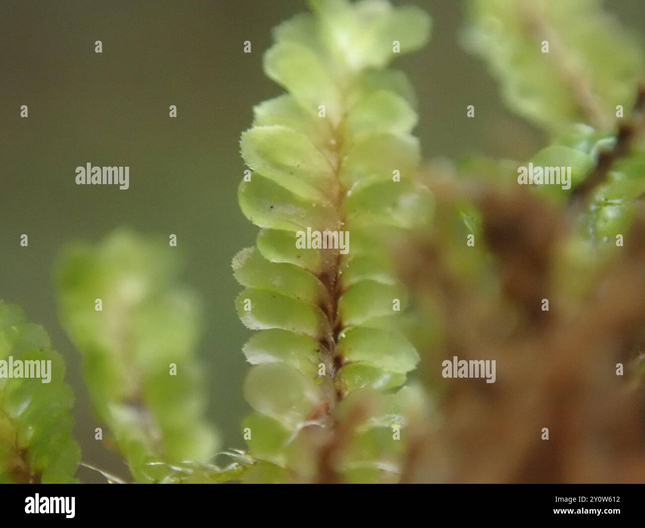 Yellow-ladle Liverwort (Scapania bolanderi) Plantae Stock Photo - Alamy
