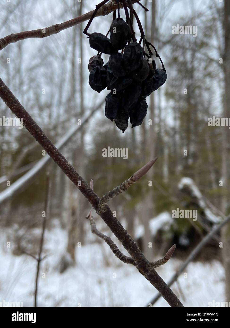 nannyberry (Viburnum lentago) Plantae Stock Photo - Alamy