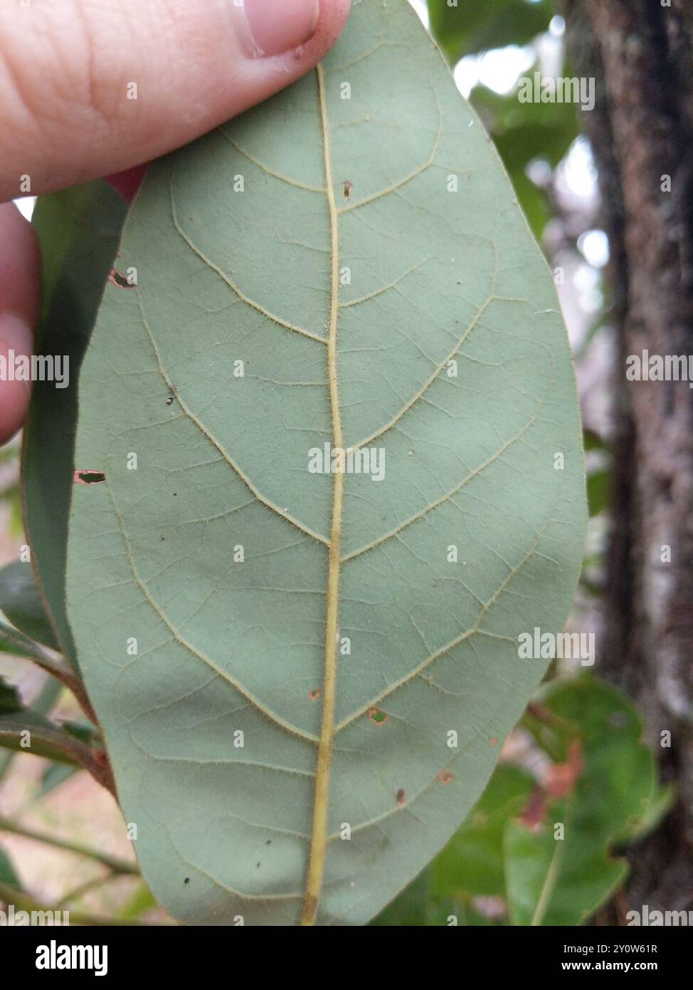 Swamp Bay (Persea palustris) Plantae Stock Photo - Alamy