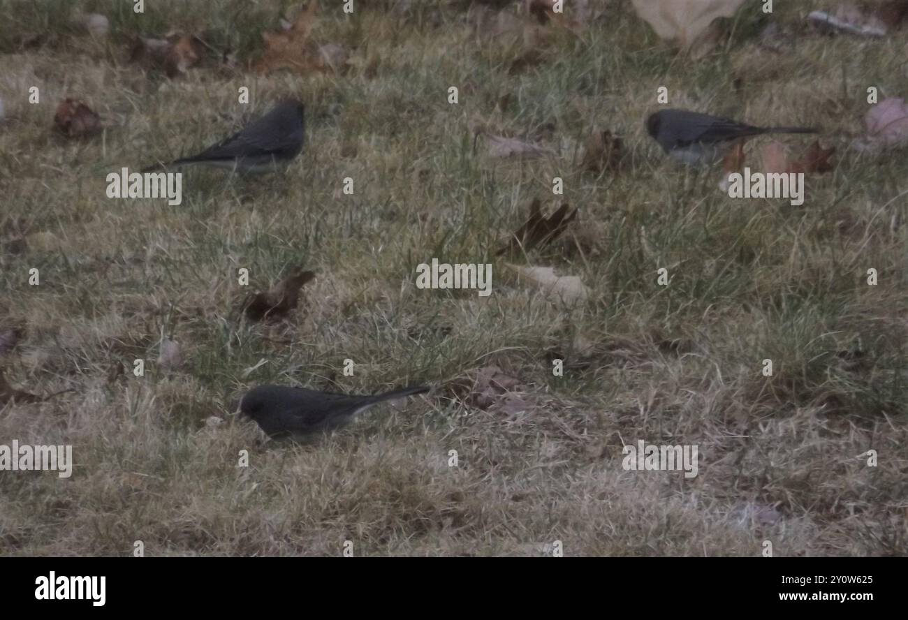 Slate-colored Junco (Junco hyemalis hyemalis) Aves Stock Photo - Alamy
