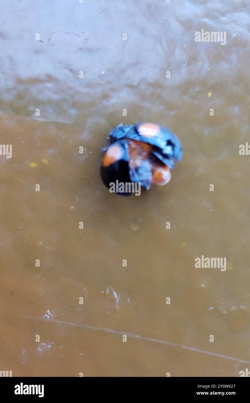 Cactus Lady Beetle (Chilocorus cacti) Insecta Stock Photo - Alamy