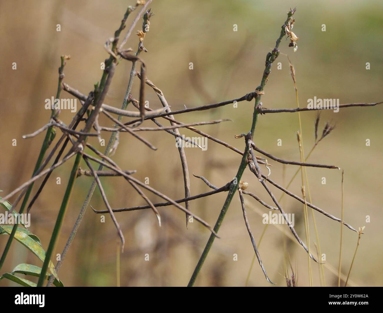 Phasey Bean (Macroptilium lathyroides) Plantae Stock Photo - Alamy