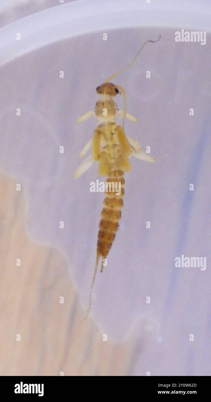 Small Winter Stoneflies (Capniidae) Insecta Stock Photo - Alamy