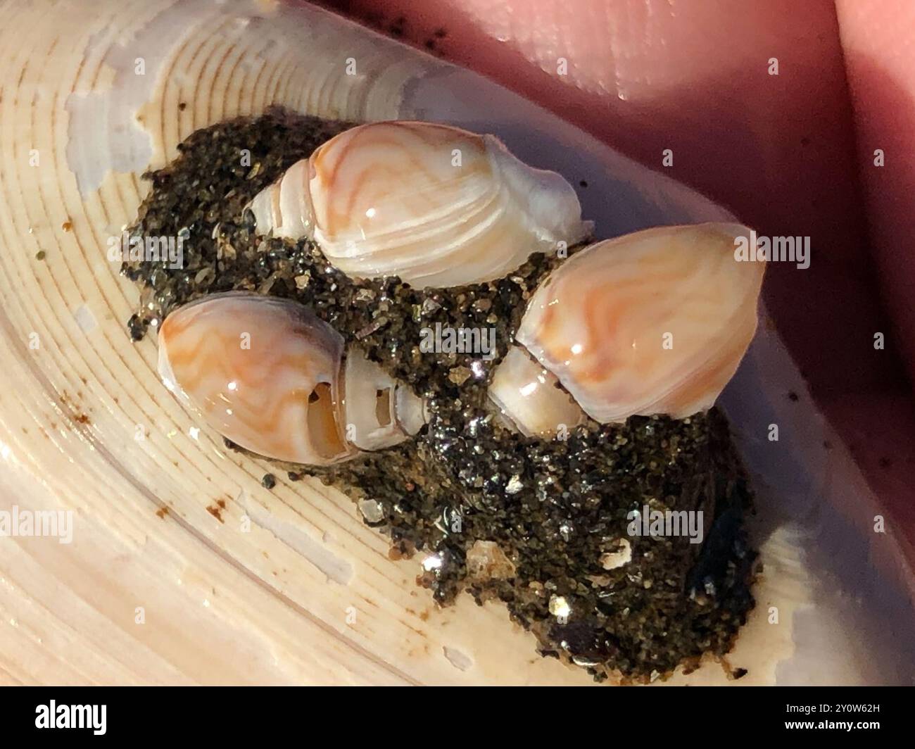Dwarf Olive Snails (Olivellinae) Mollusca Stock Photo - Alamy