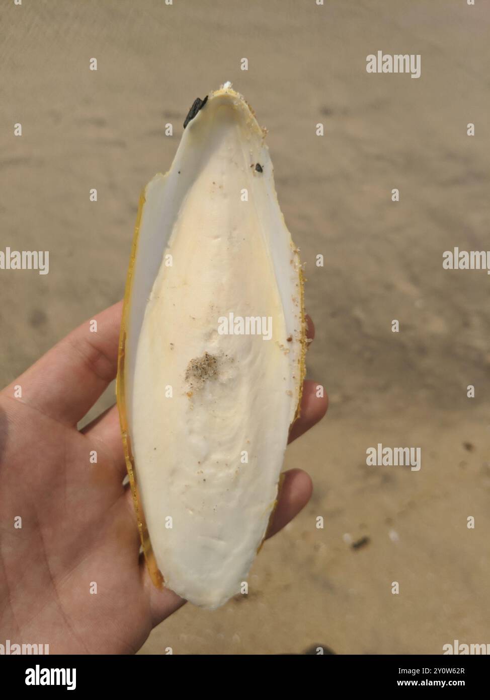 Cuttlefishes, Bobtails, and Bottletails (Sepiida) Mollusca Stock Photo ...