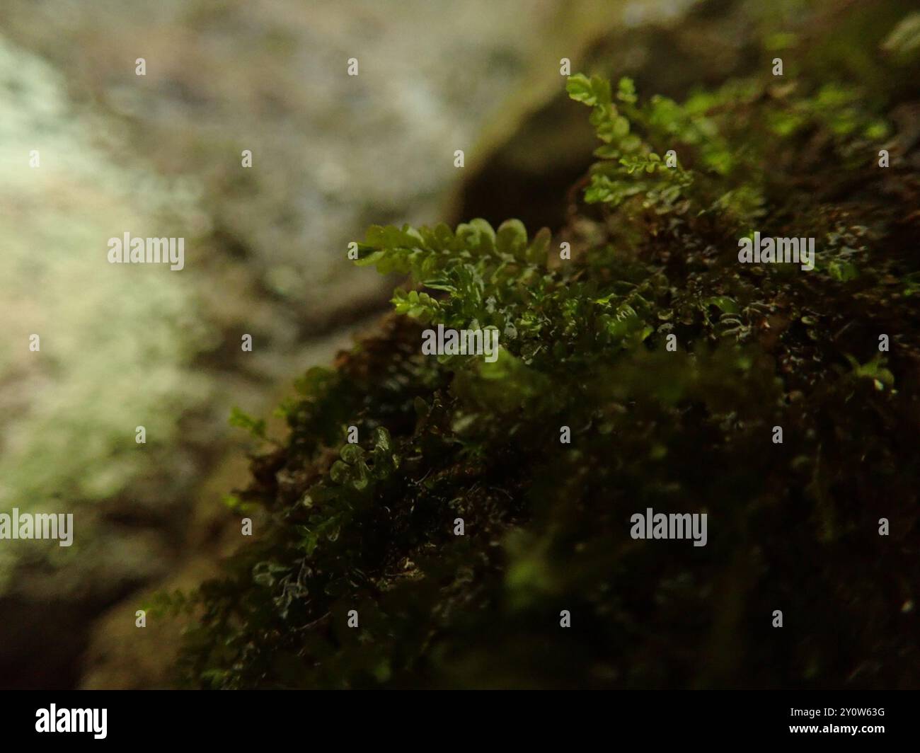 leafy and simple thalloid liverworts (Jungermanniopsida) Plantae Stock ...