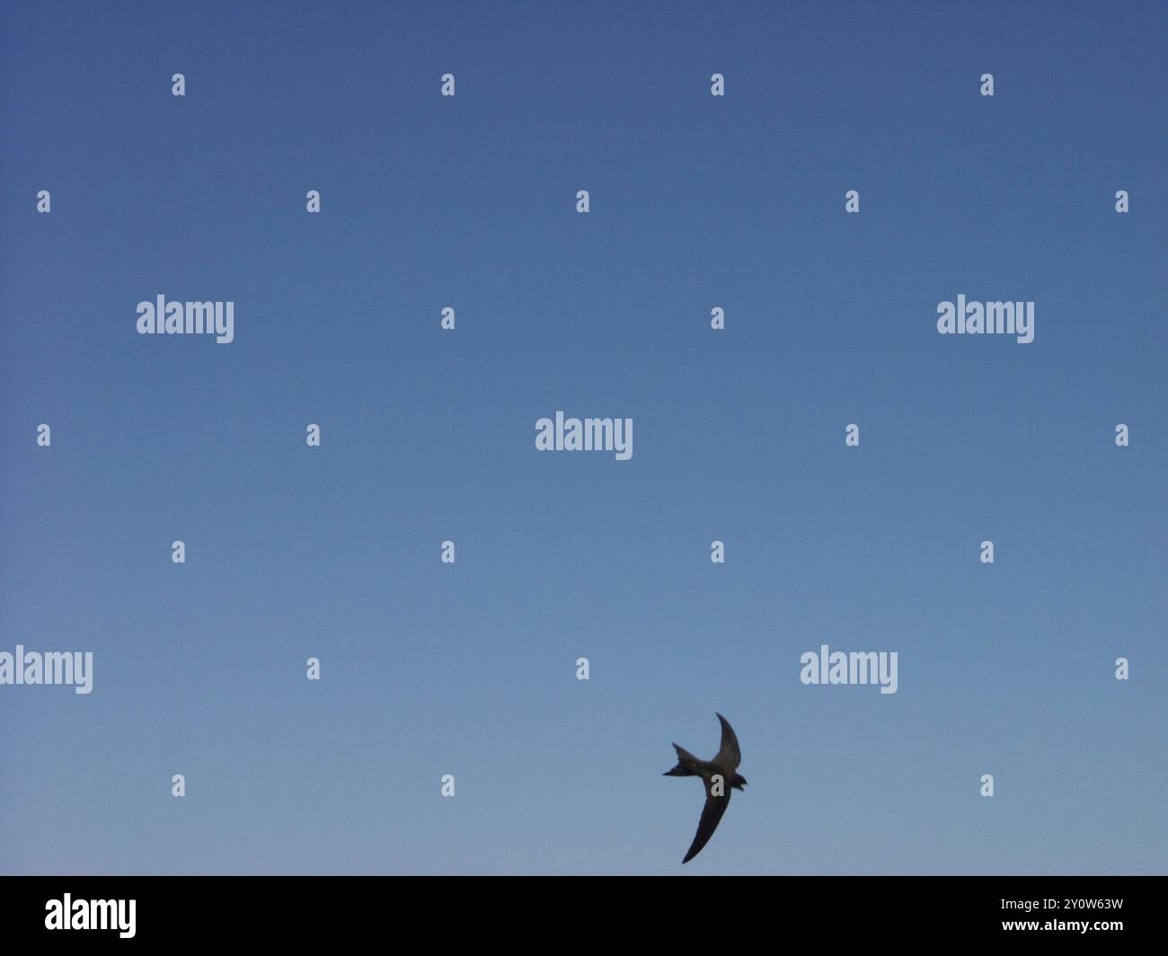 Plain Swift (Apus unicolor) Aves Stock Photo - Alamy