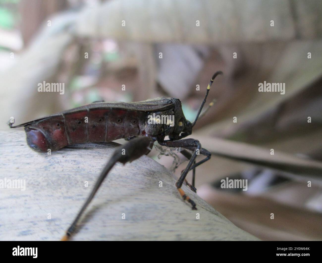 (Pachylis laticornis) Insecta Stock Photo - Alamy