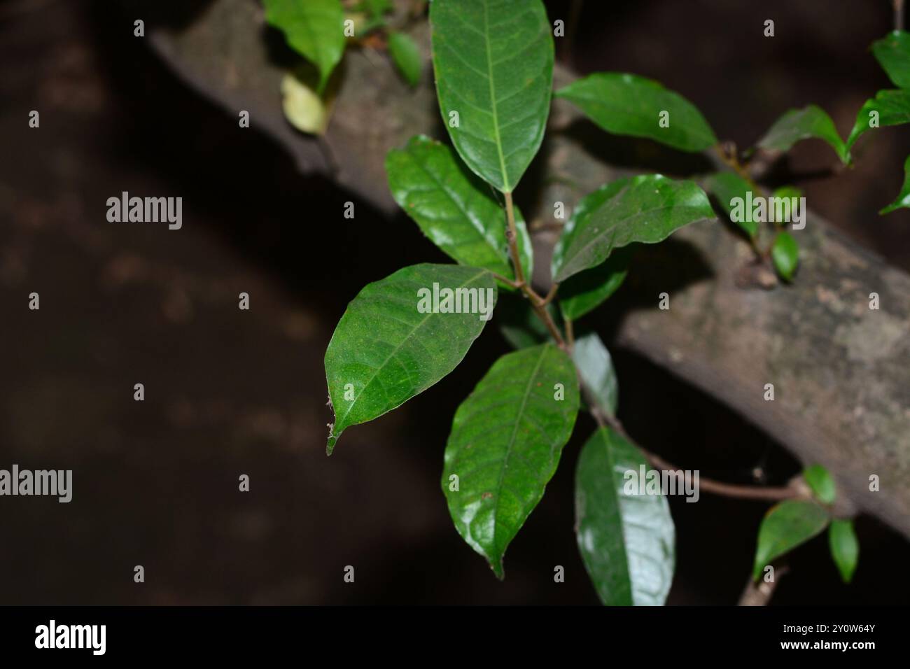 (Ficus nervosa) Plantae Stock Photo - Alamy