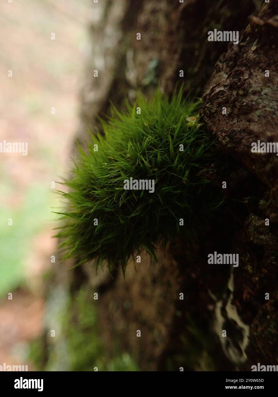 Fragile Fork-moss (Dicranum tauricum) Plantae Stock Photo - Alamy