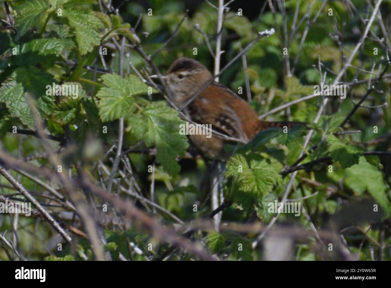 Marsh Wren (Cistothorus palustris) Aves Stock Photo - Alamy