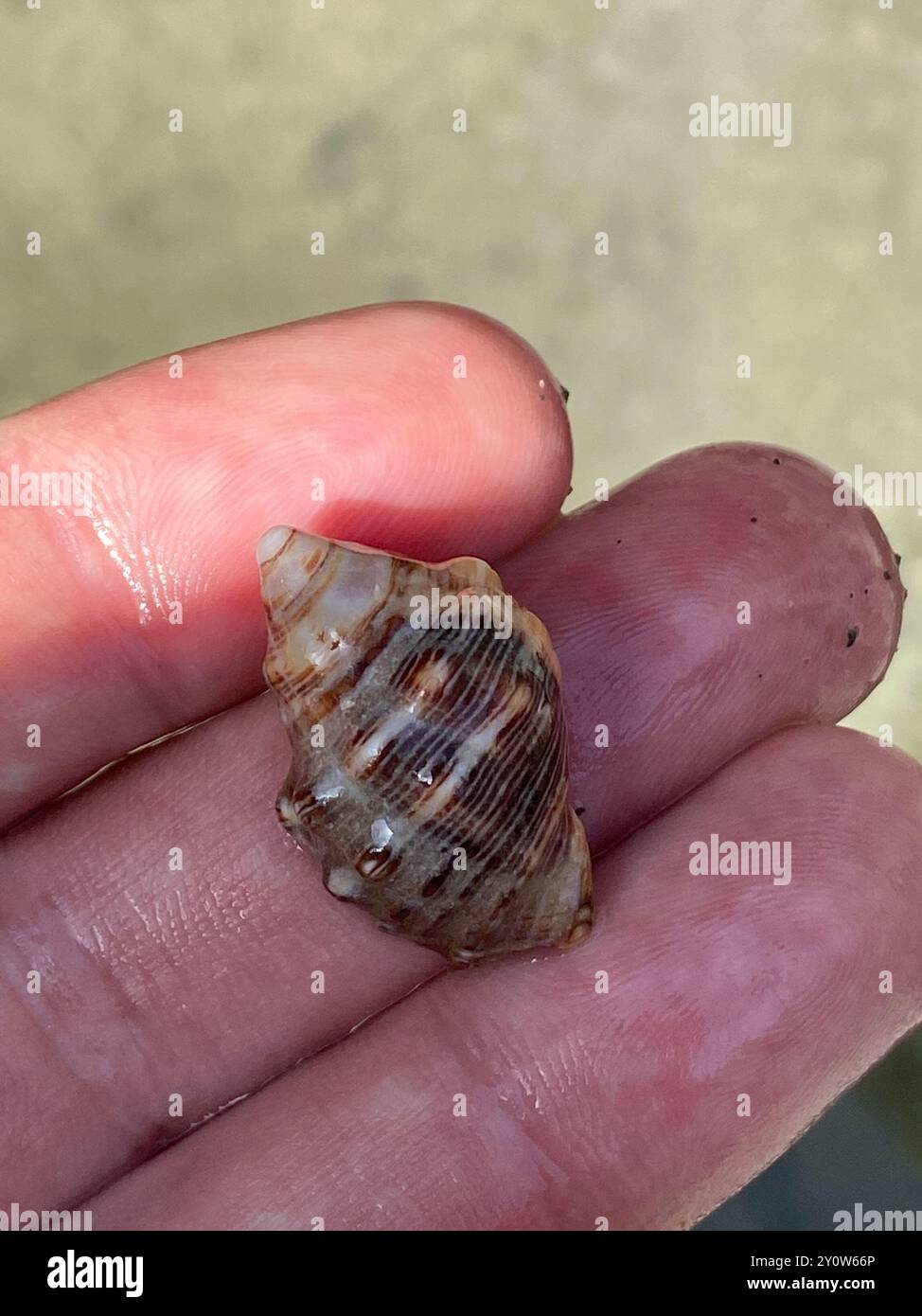 Red-mouthed Dog Winkle (Stramonita haemastoma) Mollusca Stock Photo - Alamy