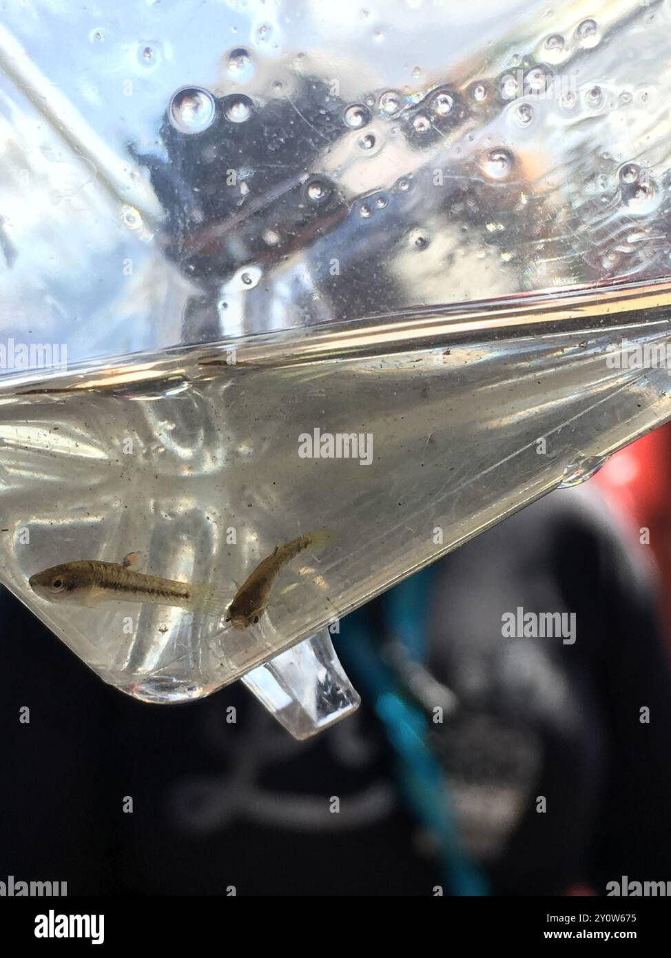 Least Killifish (Heterandria formosa) Actinopterygii Stock Photo - Alamy