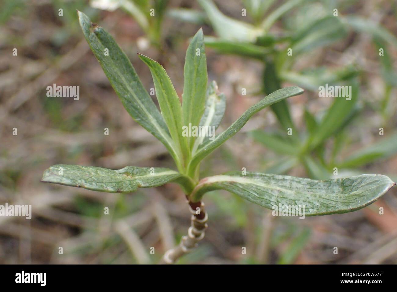 sea ox-eye (Borrichia frutescens) Plantae Stock Photo - Alamy