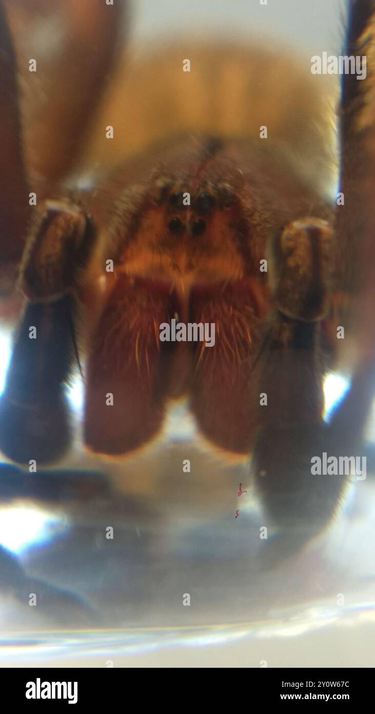 Brazilian Wandering Spider (Phoneutria nigriventer) Arachnida Stock ...