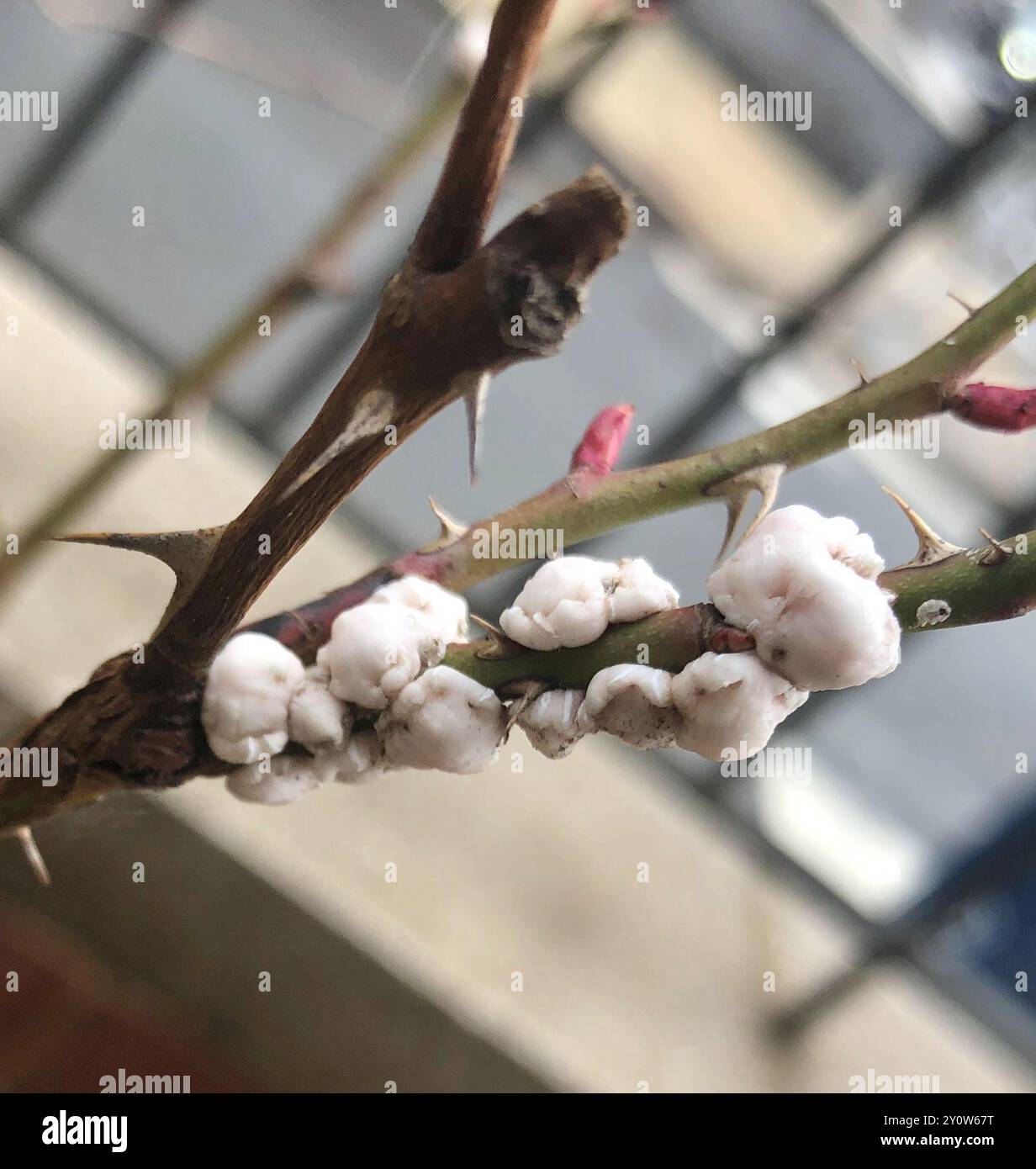 Indian Wax Scale (Ceroplastes ceriferus) Insecta Stock Photo - Alamy