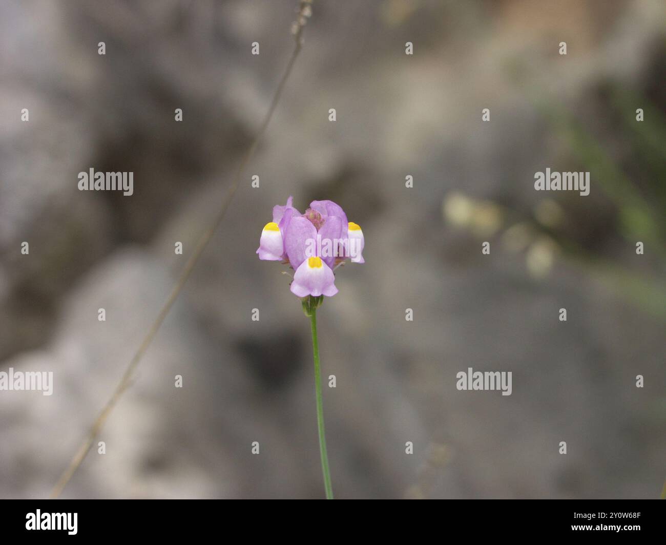 Linaria clementei hi-res stock photography and images - Alamy