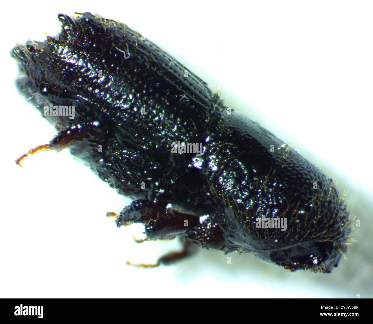 Calligraphus hi-res stock photography and images - Alamy