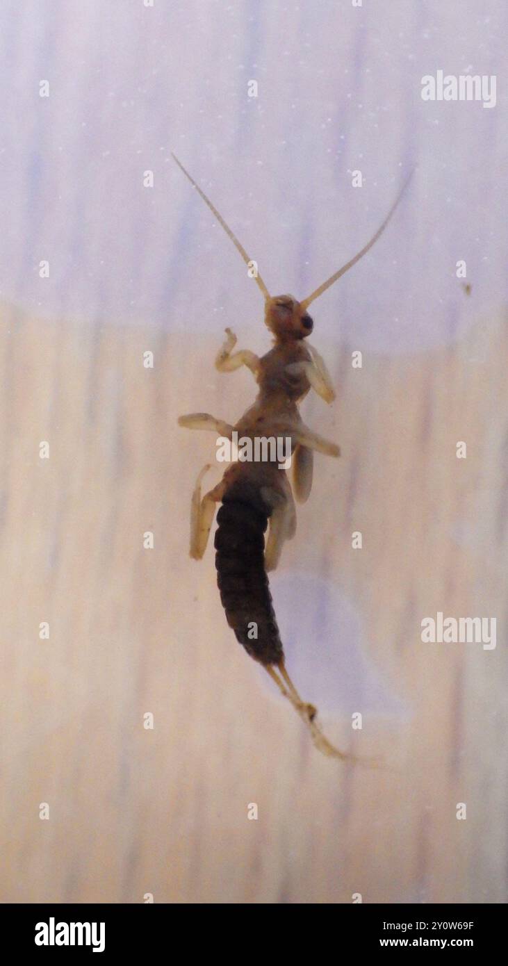 Small Winter Stoneflies (Capniidae) Insecta Stock Photo - Alamy