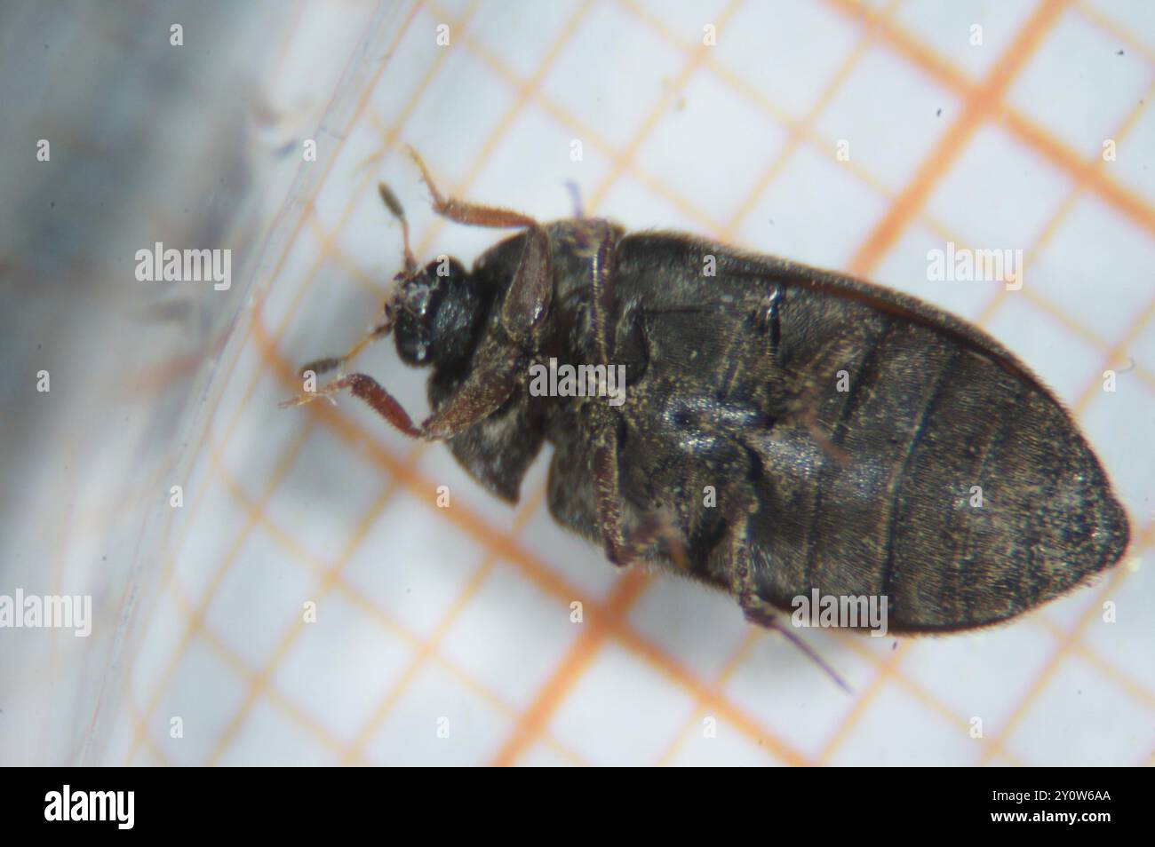 Two-spotted Carpet-beetle (Attagenus pellio) Insecta Stock Photo - Alamy