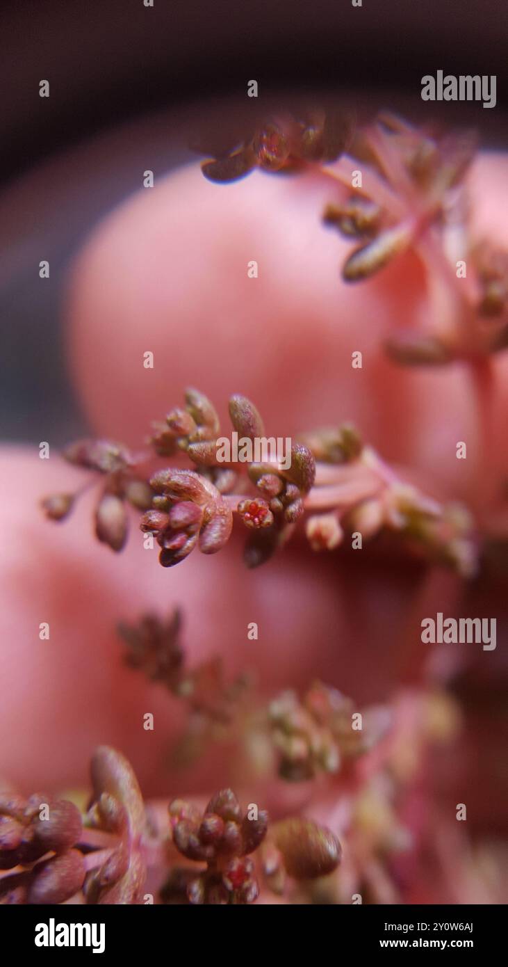 sand pygmyweed (Crassula connata) Plantae Stock Photo - Alamy