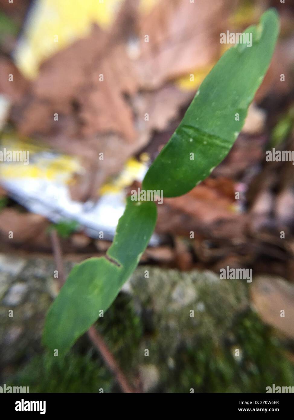vascular plants (Tracheophyta) Plantae Stock Photo - Alamy