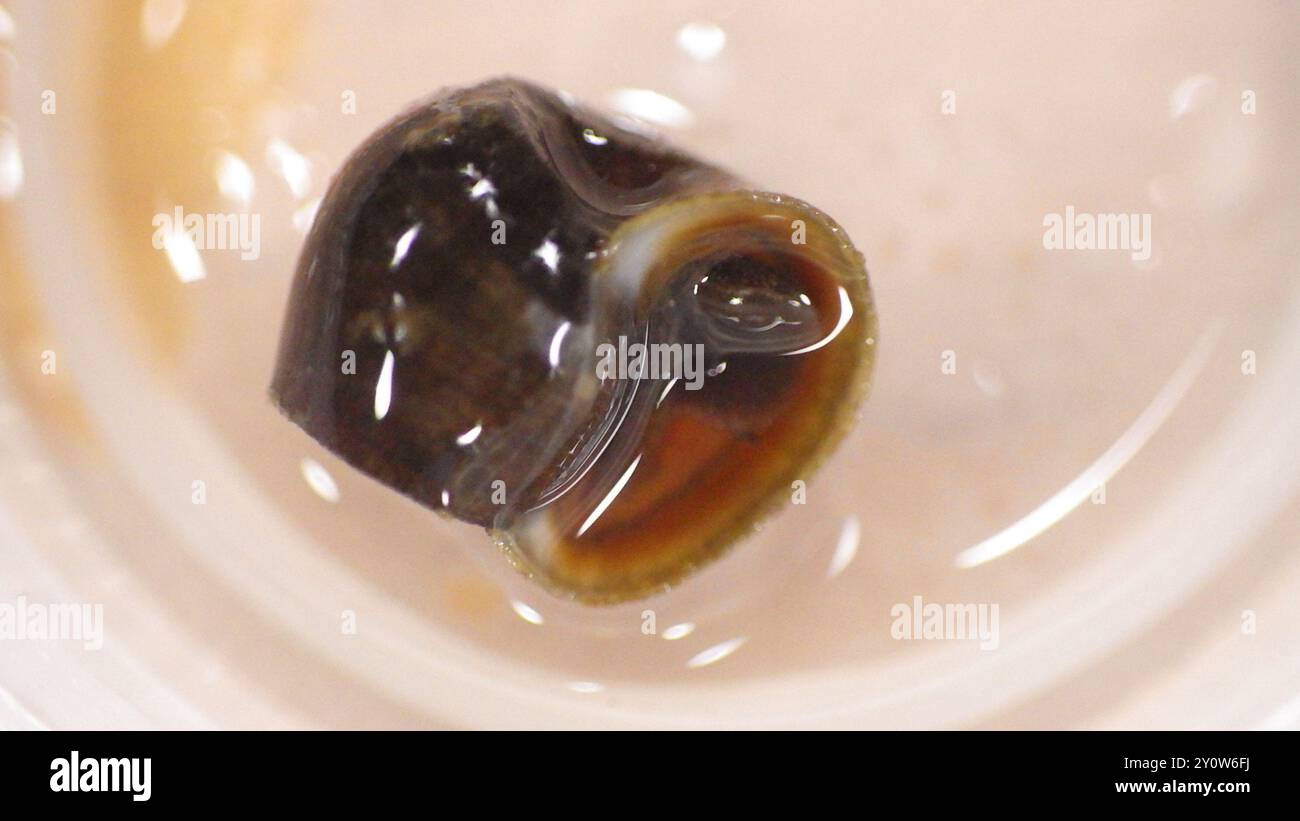 Two-ridged Ramshorn (Helisoma anceps) Mollusca Stock Photo - Alamy