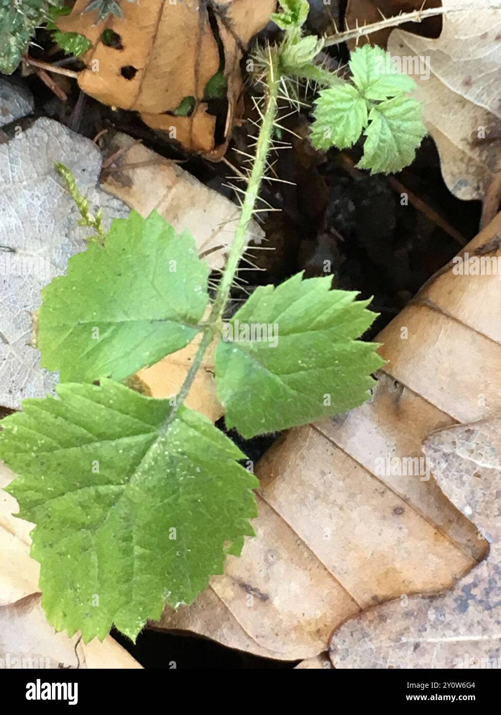 brambles (Rubus) Plantae Stock Photo - Alamy