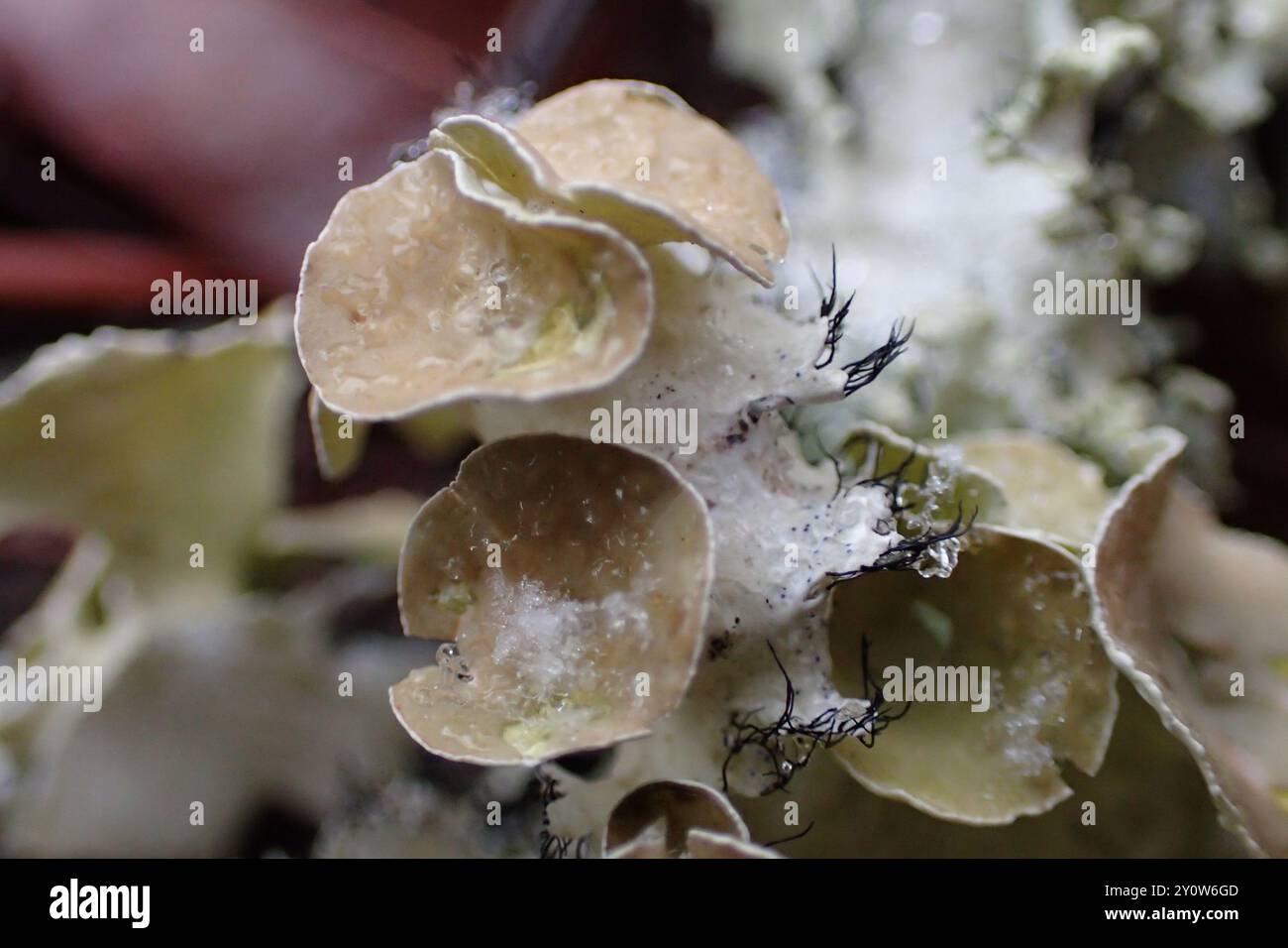 Ruffle Lichens (Parmotrema) Fungi Stock Photo - Alamy