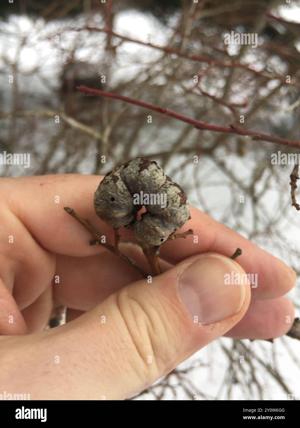 Blueberry Stem Gall Wasp (Hemadas nubilipennis) Insecta Stock Photo - Alamy