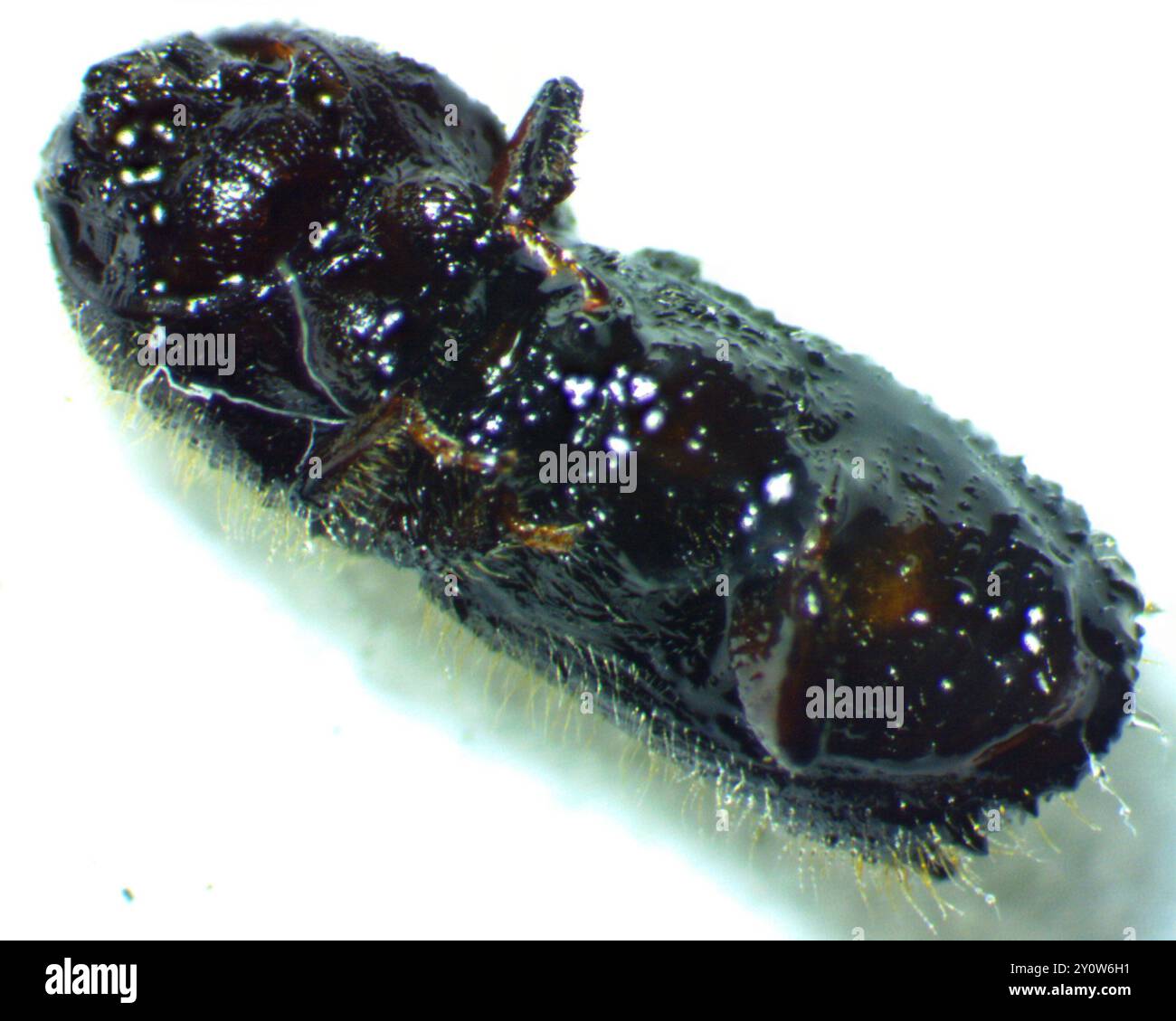 Calligraphus hi-res stock photography and images - Alamy