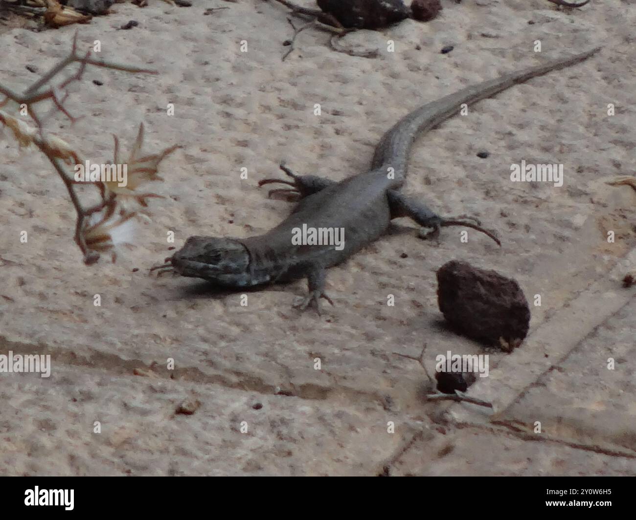 Atlantic Lizard (Gallotia atlantica) Reptilia Stock Photo - Alamy