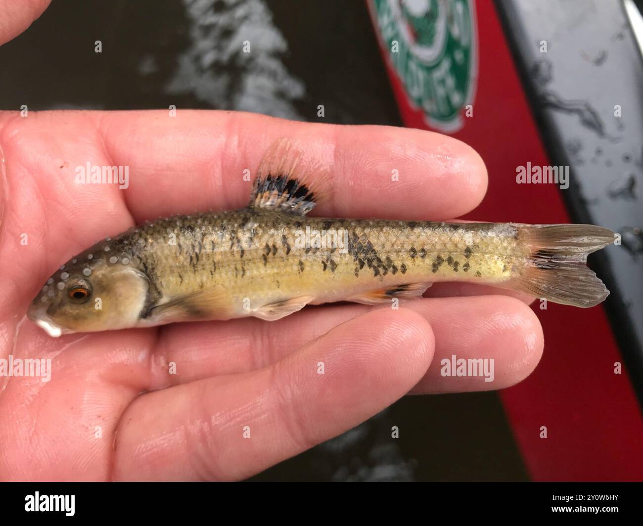 Central Stoneroller (Campostoma anomalum) Actinopterygii Stock Photo ...