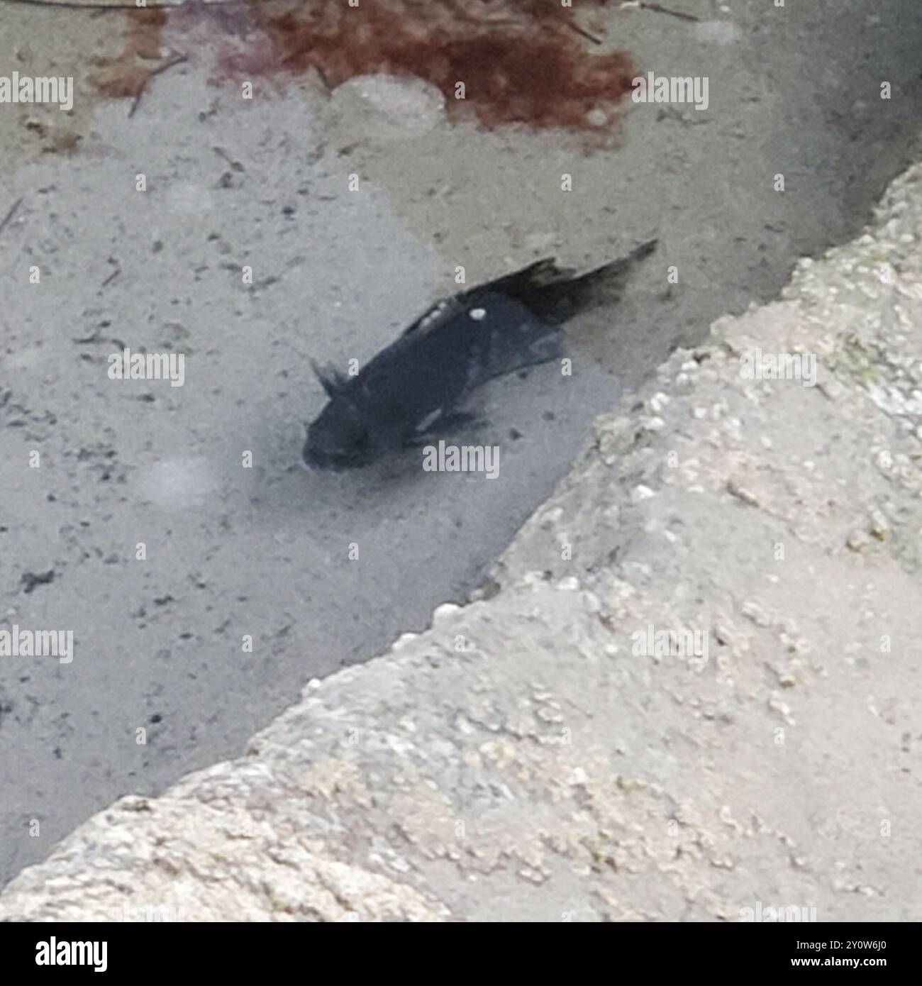 Opaleye (Girella nigricans) Actinopterygii Stock Photo - Alamy