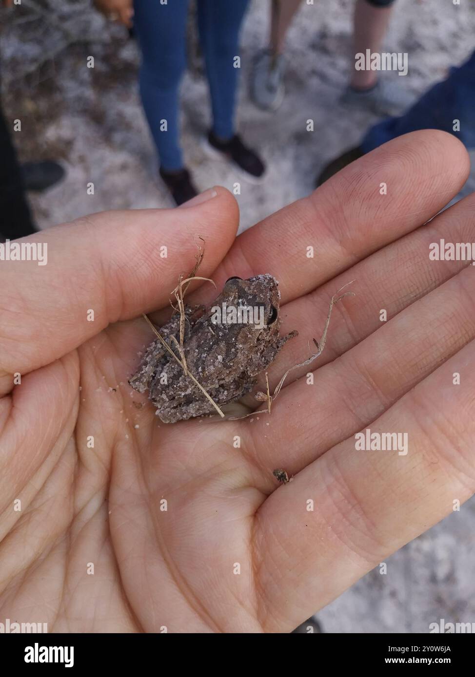 Pine Woods Tree Frog (Hyla femoralis) Amphibia Stock Photo - Alamy