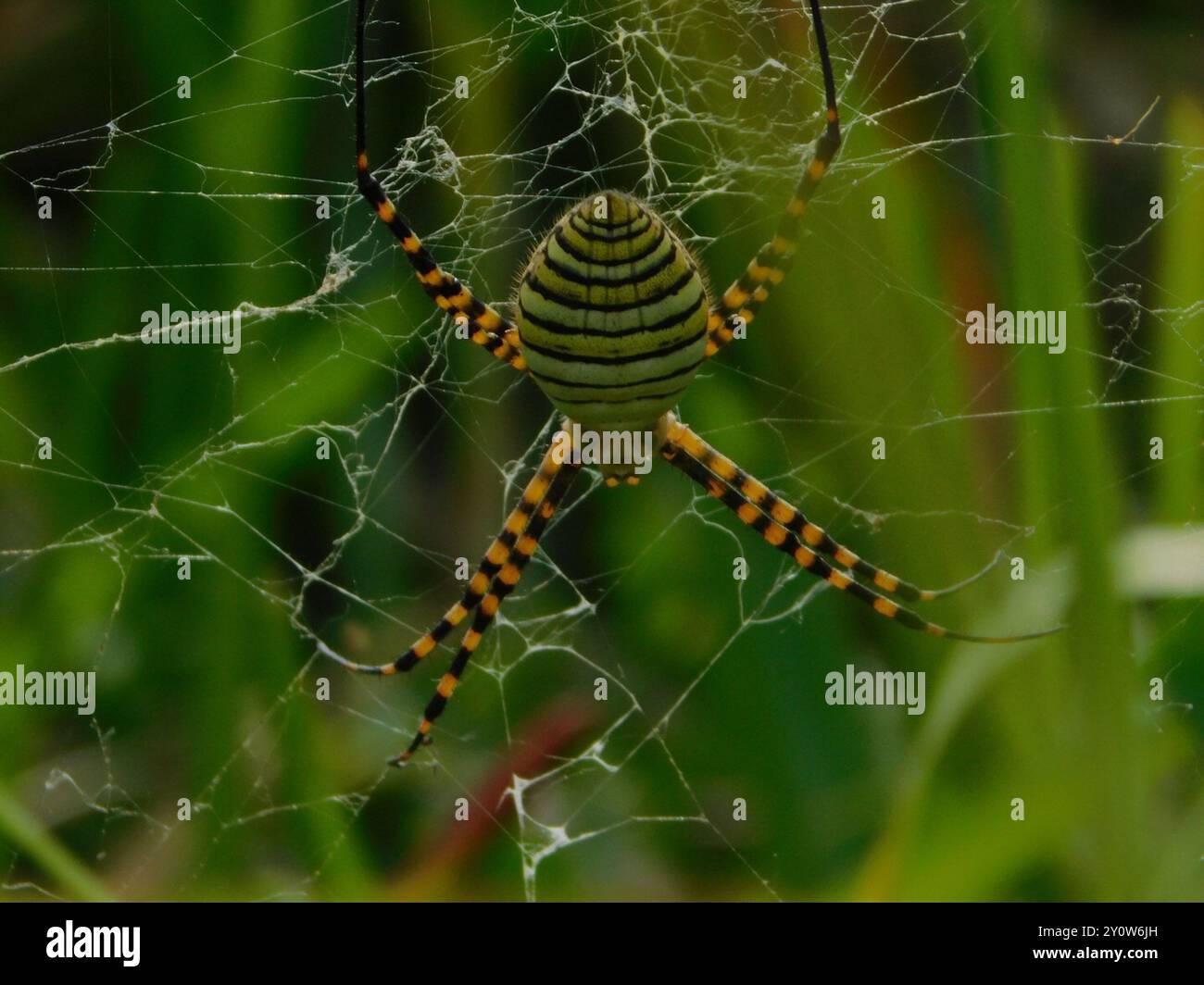 Banded Garden Spider (Argiope trifasciata) Arachnida Stock Photo - Alamy