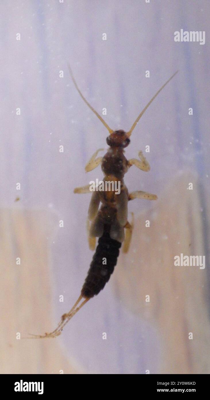 Small Winter Stoneflies (Capniidae) Insecta Stock Photo - Alamy